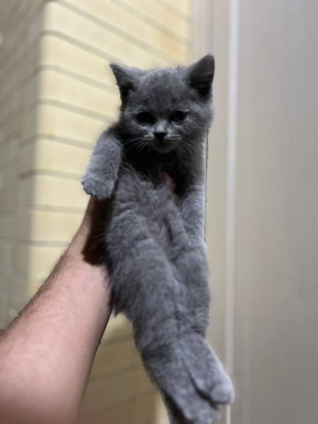 Продойотся чистокровние котята страйт