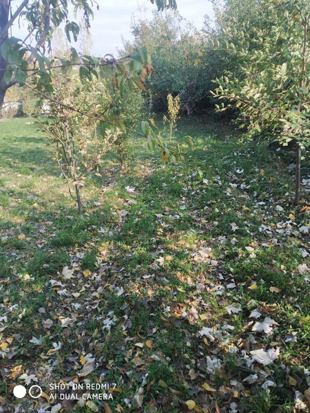 uchaska sotiladi Oq oltin mfy anday q/q arentr palklenika orqasida