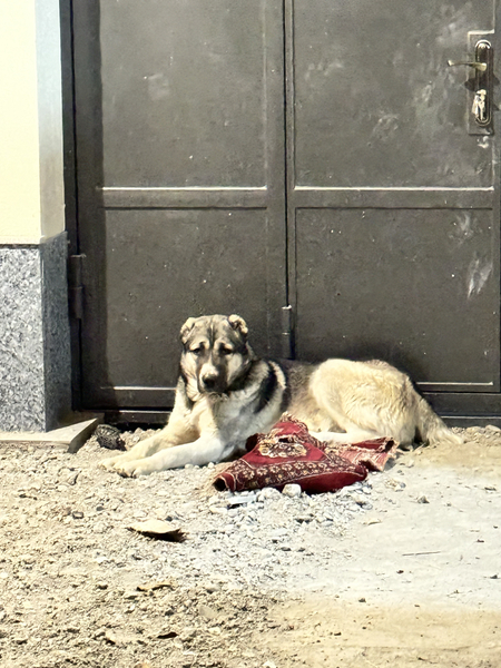 Продается собака породы Алабай 1,5 года