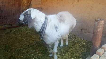 Qo'chqor sotiladi