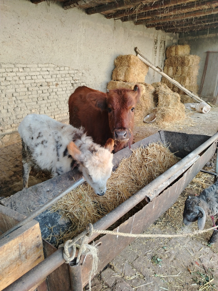 Mol va qo\\\'chqor sotiladi