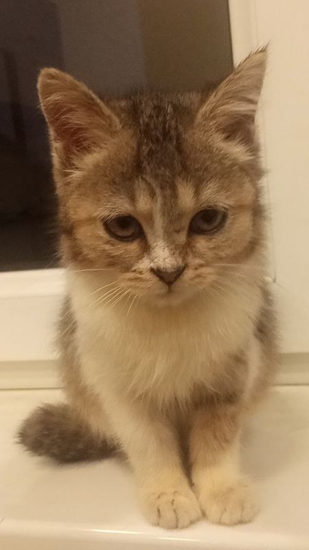 Shin shila mushu
