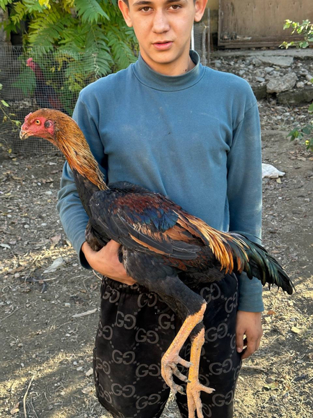 Dakan jujalari sotiladi
