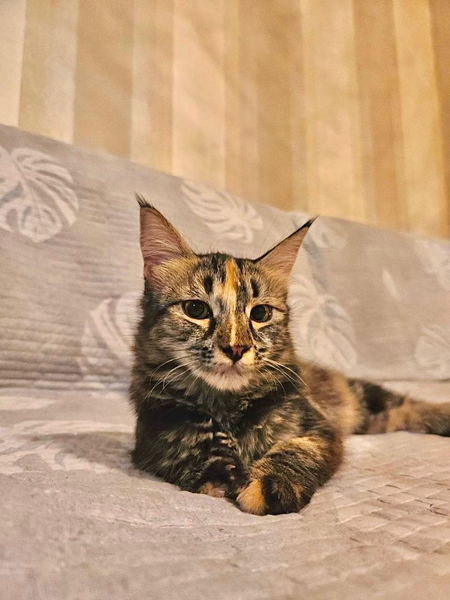 Игривая миниатюрная кошка