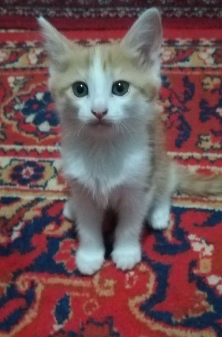 отдам котят в хорошие руки