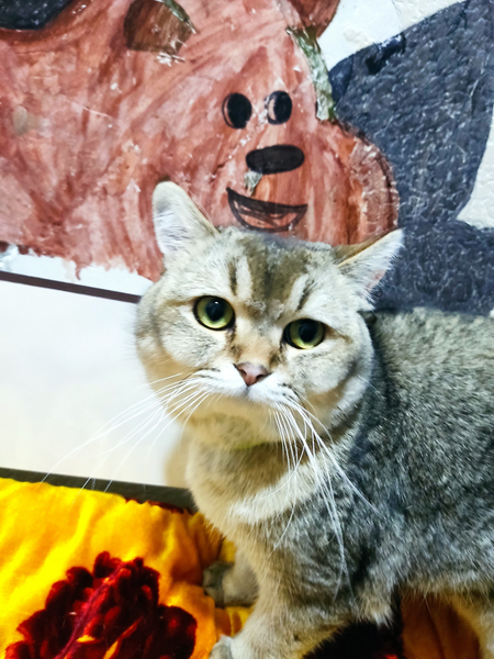 Scottish fold Scottish strayt