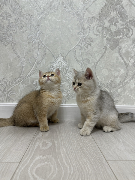 Shinshilla ogil 250$
