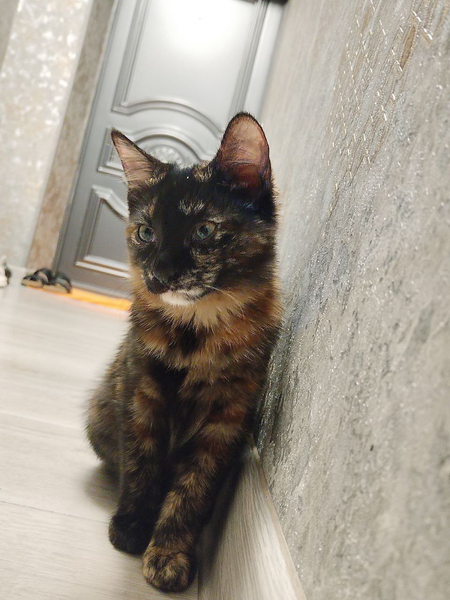 Бесплатно Котята домашние