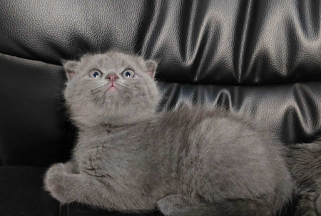 Котенок Скоттиш Фолд Девочка