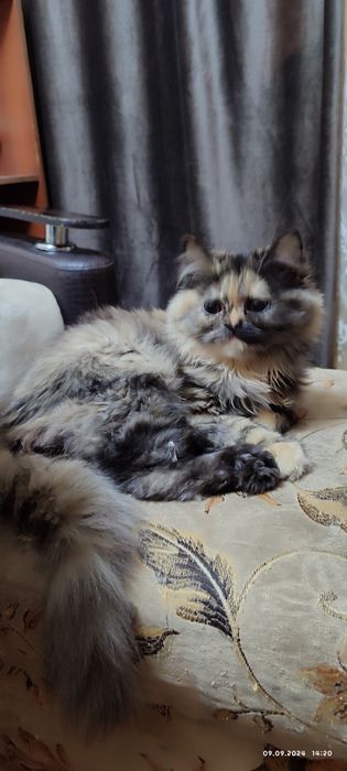 Продаются котята персидской породы
