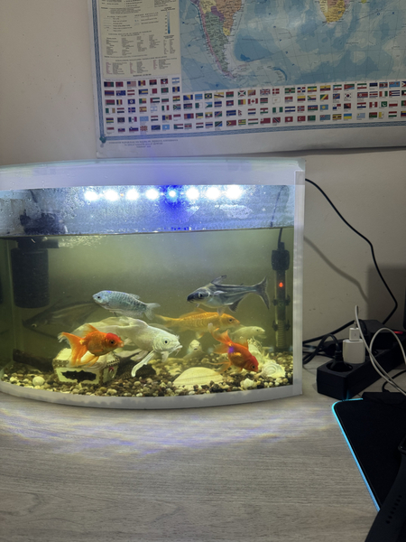 Akvarium baliq sotiladi (аквариумные рыби)
