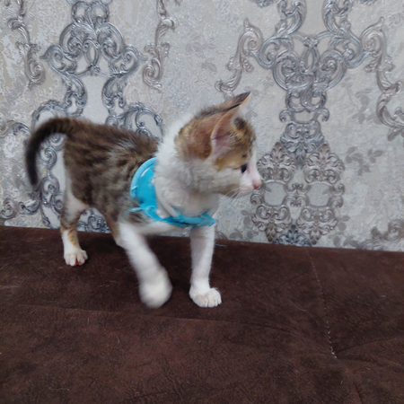 Котёнок почти 2 месяц