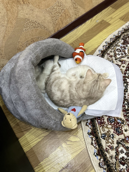 Скотиш страйит