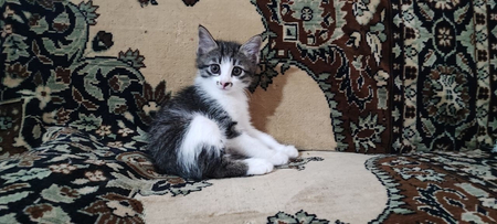 Продаются 3 ласковых котёнка