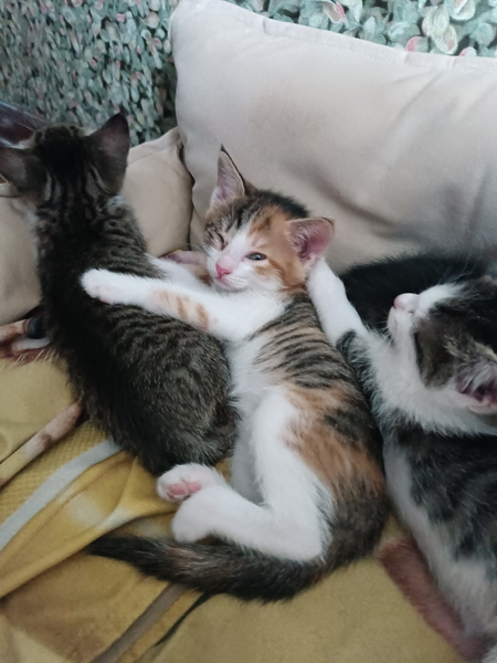 Отдам в хорошие руки котят.