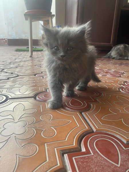 Котенок вислоухий