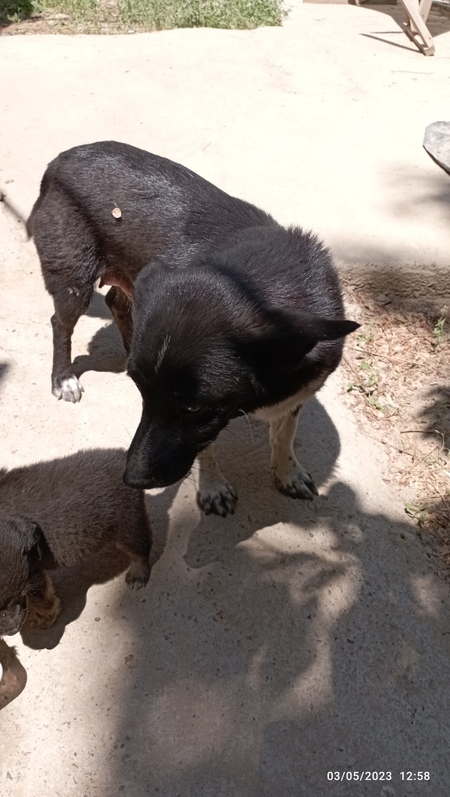 Kuchukchalar Bor