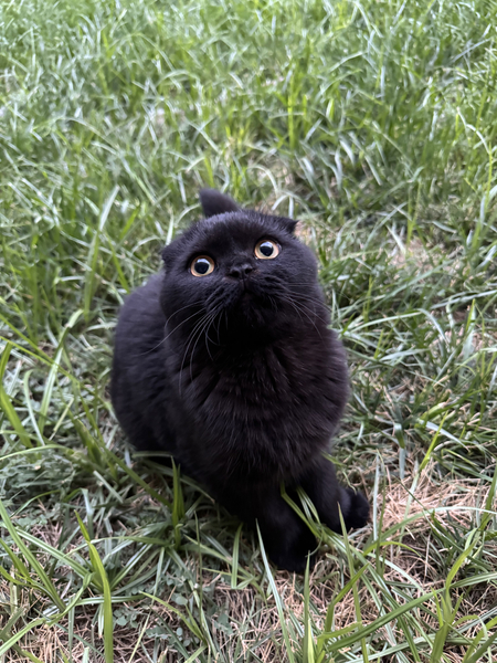 Скоттиш фолд Котенок 5 месяц