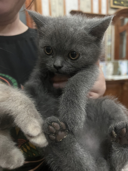 Продаются котята