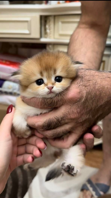 Продажа котят породы Британская золотая шиншила
