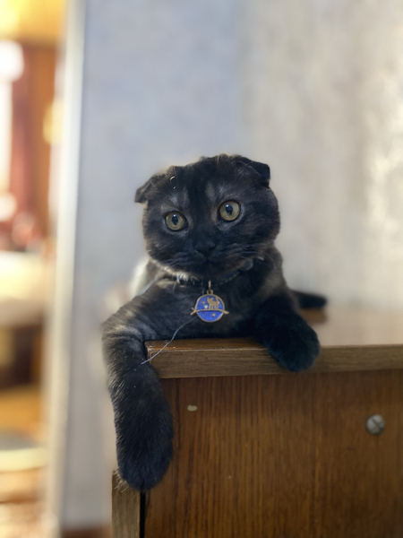 Срочно продается кошка в хорошие руки