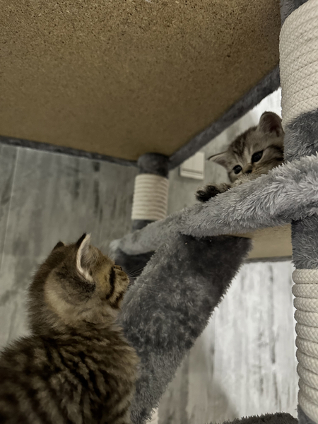 Котенок от правиьной вязки
