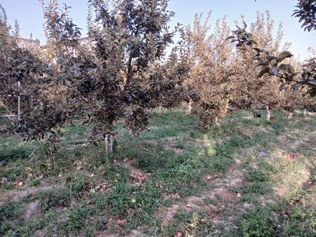 O\\\'tin bor arzonga