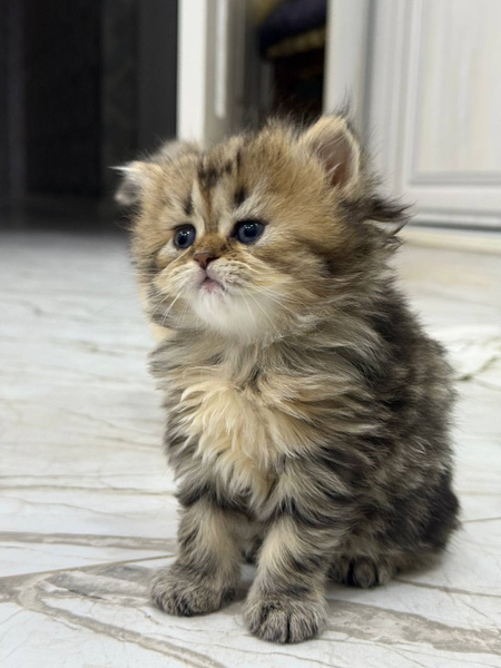 Продаются котята
