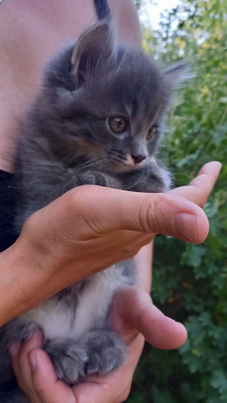 Котик как картинка