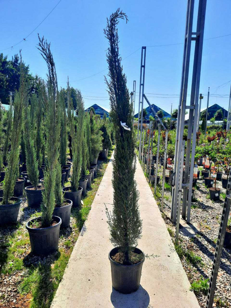 Чёрный кипарис Тотем l Cupressus sempervirens totem