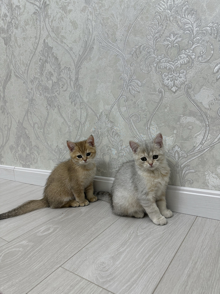 Shinshilla ogil 250$