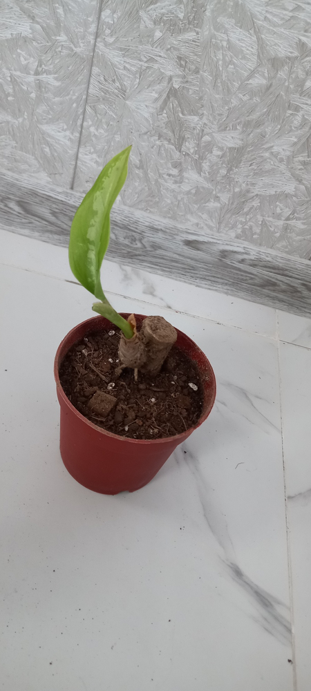 Продаётся аглаонема