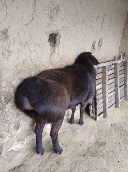 Nasl uchun qoʻchqor