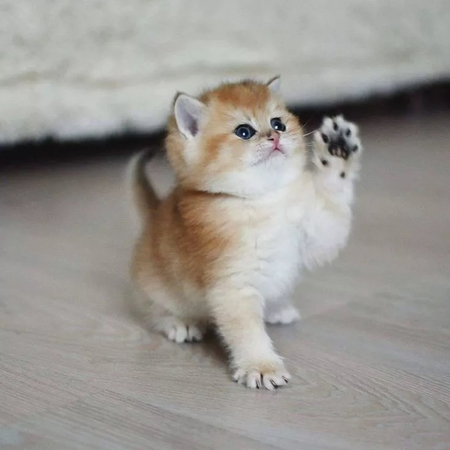 Шотланский Скоттиш Фолд!
