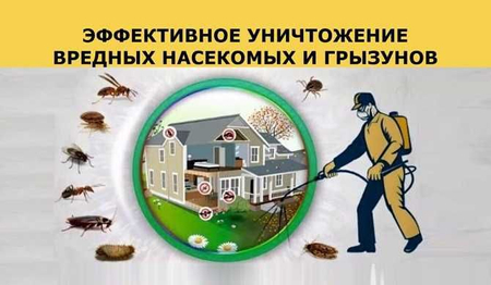 Дезинфекция | уничтожение клопов дезенфекция Dezinfeksiya klapa DZ-20