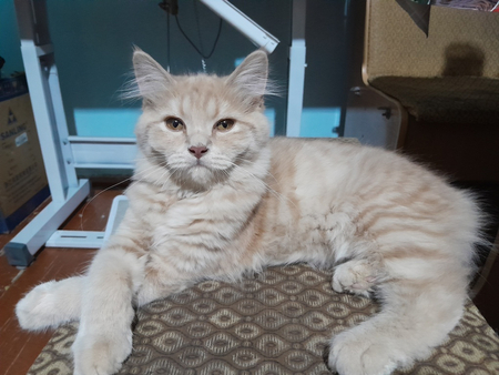 Котята шотланские
