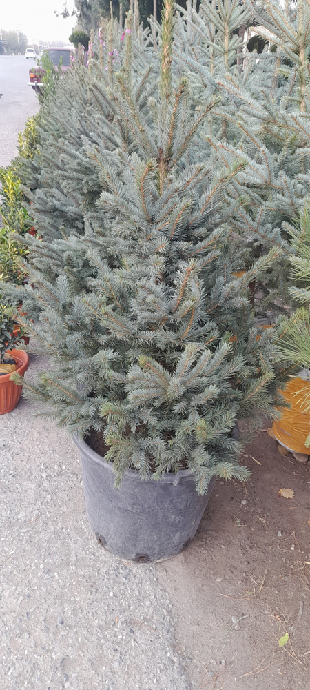 Archalar turli xildagi