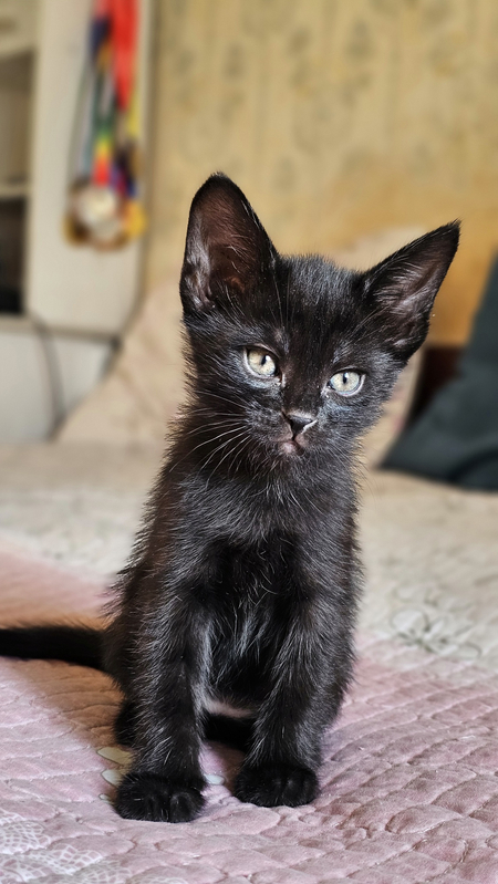 Котята-чертята в добрые руки