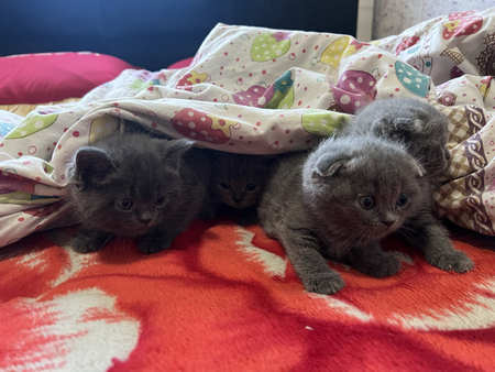Котёнки 2 месяцные мальчики девочки