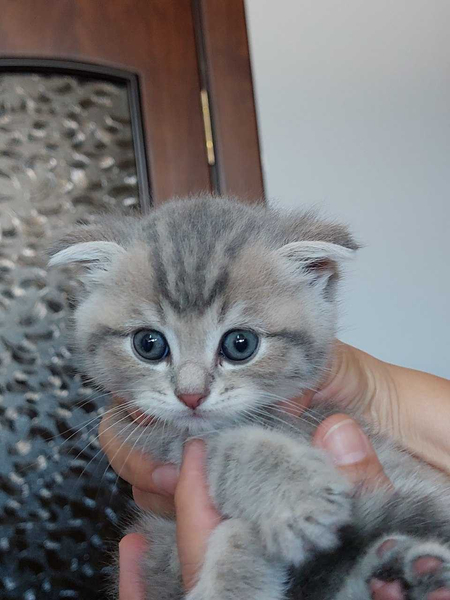 Котята скотиш страйт, скотиш фолд