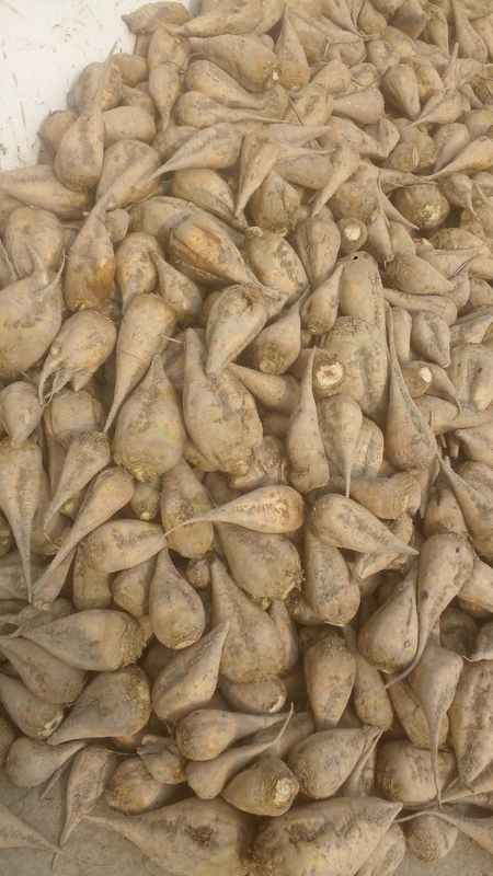 shakar lavlagi sotiladi mol lavlagi emas