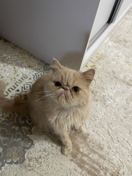 Продается персидская кошка