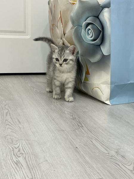 Вислуухие котята скотиш фолд