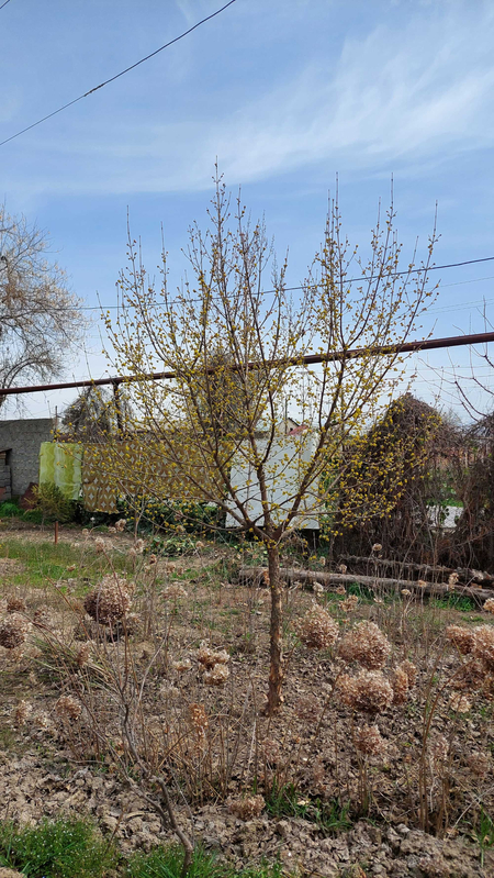 Огромные Сирень, Чибушник, Могнолия, Кизил, Сакура, Айва японская