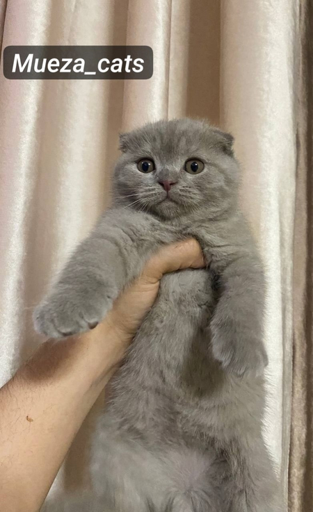 Продаются Британский чистокровны котята