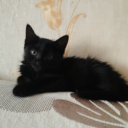 Кошечка 1,5 месяца