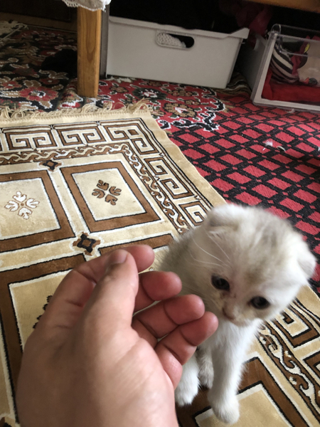 Котенок скотиш фолд (вислоухий)