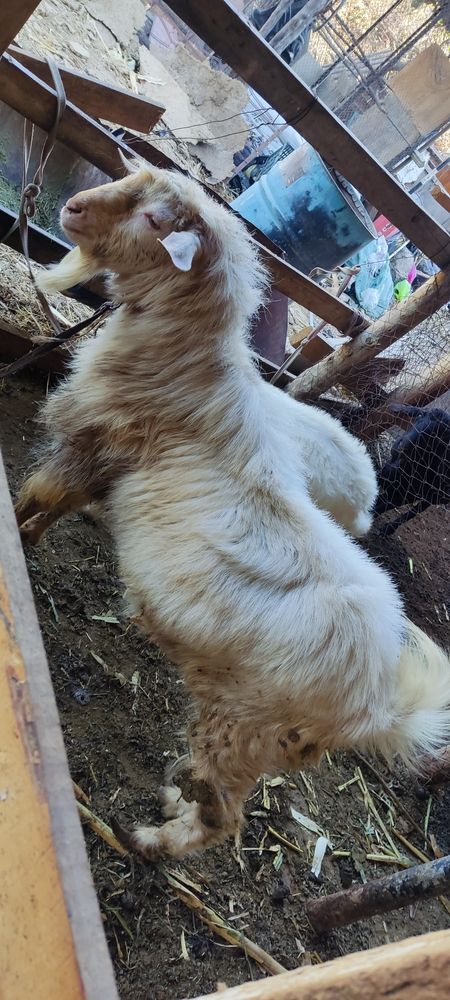 taka sotiladi echkilarga yaxshi suzmaydi