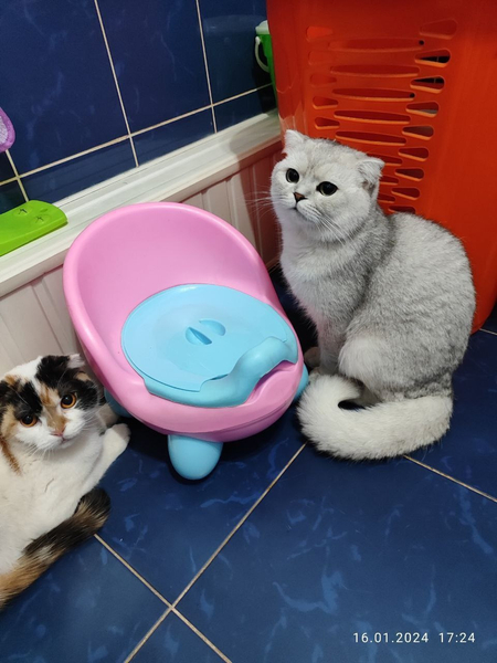 Готовятся к продаже котята породы серебристая шиншилла.