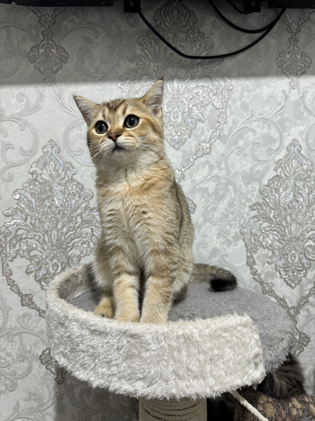 Мальчик страйт